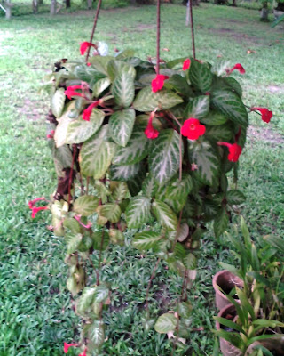 MY HOME GARDEN: BUNGA HIASAN (BUNGA GANTUNG)