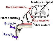 Ciências DERAraraquara: Reflexos