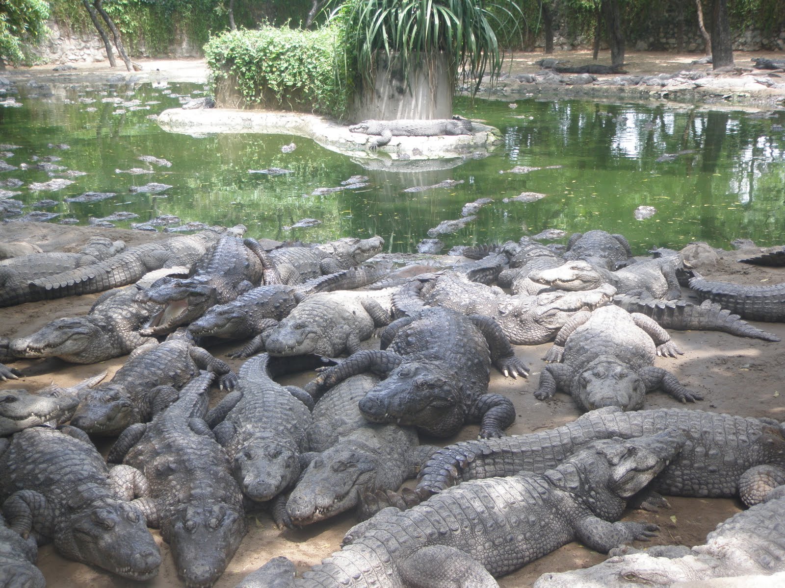 Namma chennai: MADRAS CROCODILE BANK