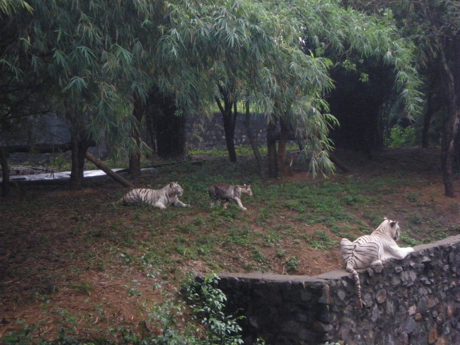 Namma chennai: VANDALUR ZOO