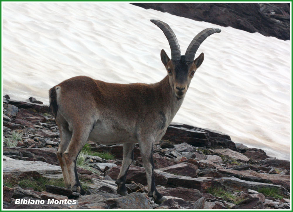 El LLanillo: Apacible macho de Cabra Montés