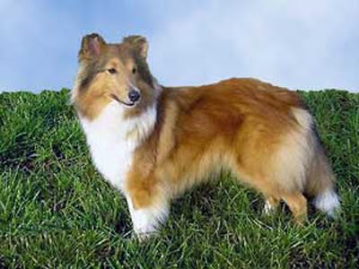 To Do with Jul: Little Lassie