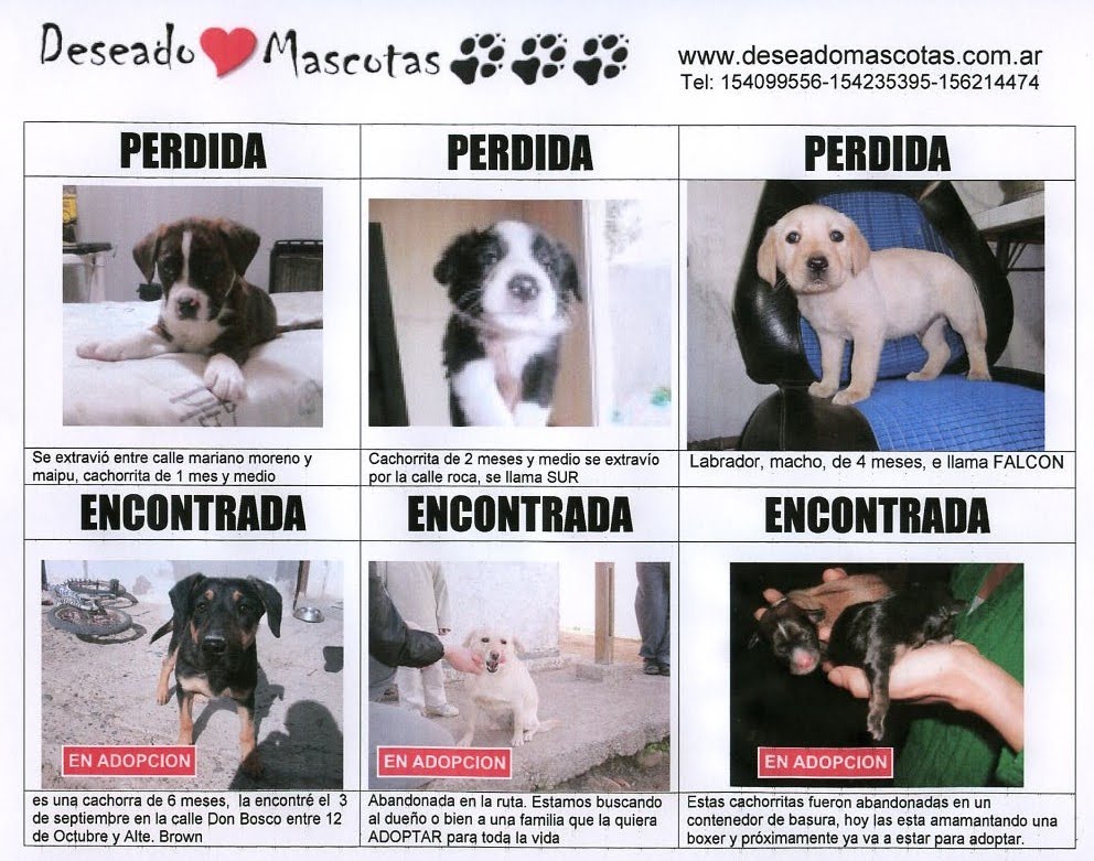 EL ORDEN DIGITAL: PERRITOS PERDIDOS Y ENCONTRADOS