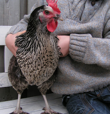dutch colours: Polka-dot-chicken?!