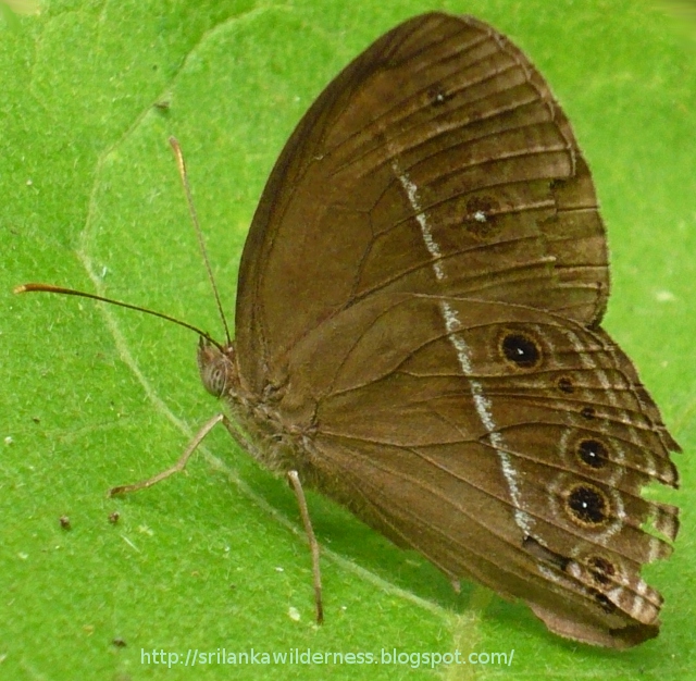 Wild Sri Lanka: Common Bushbrown Butterfly(Mycalesis perseus)