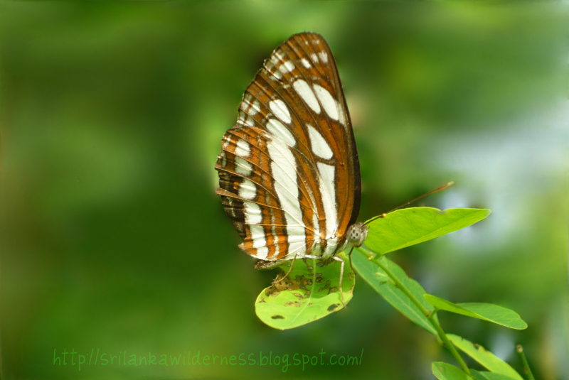 Wild Sri Lanka: Common Sailor Butterfly( Neptis hylas)