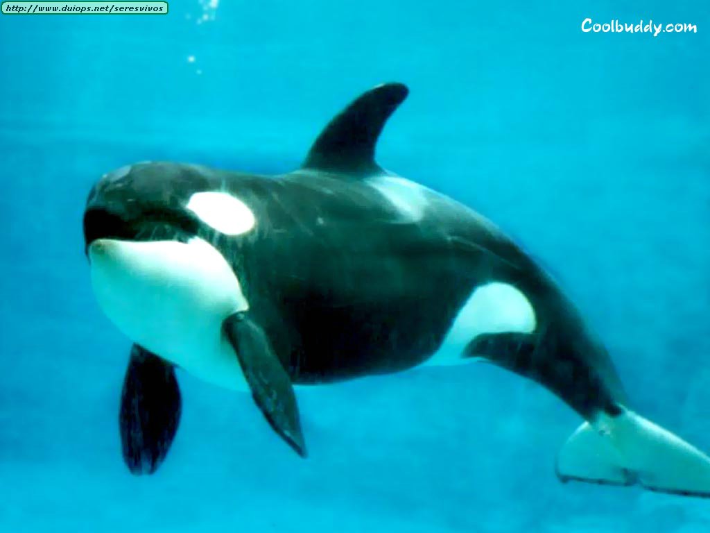 Animales Maritimos