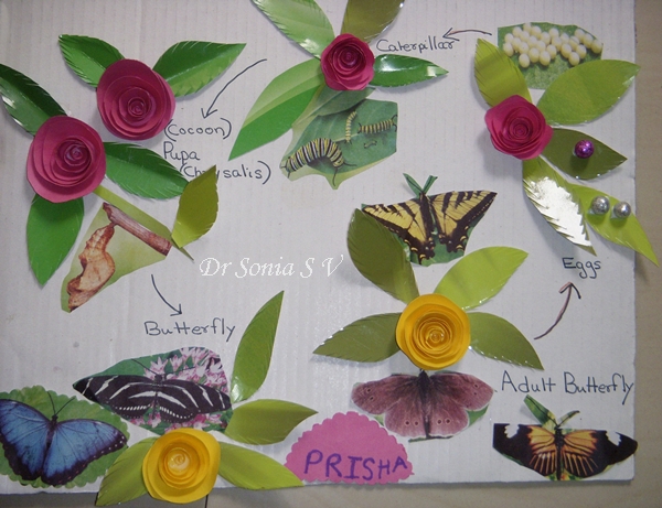 Cards and Crafts : Butterfly Life Cycle