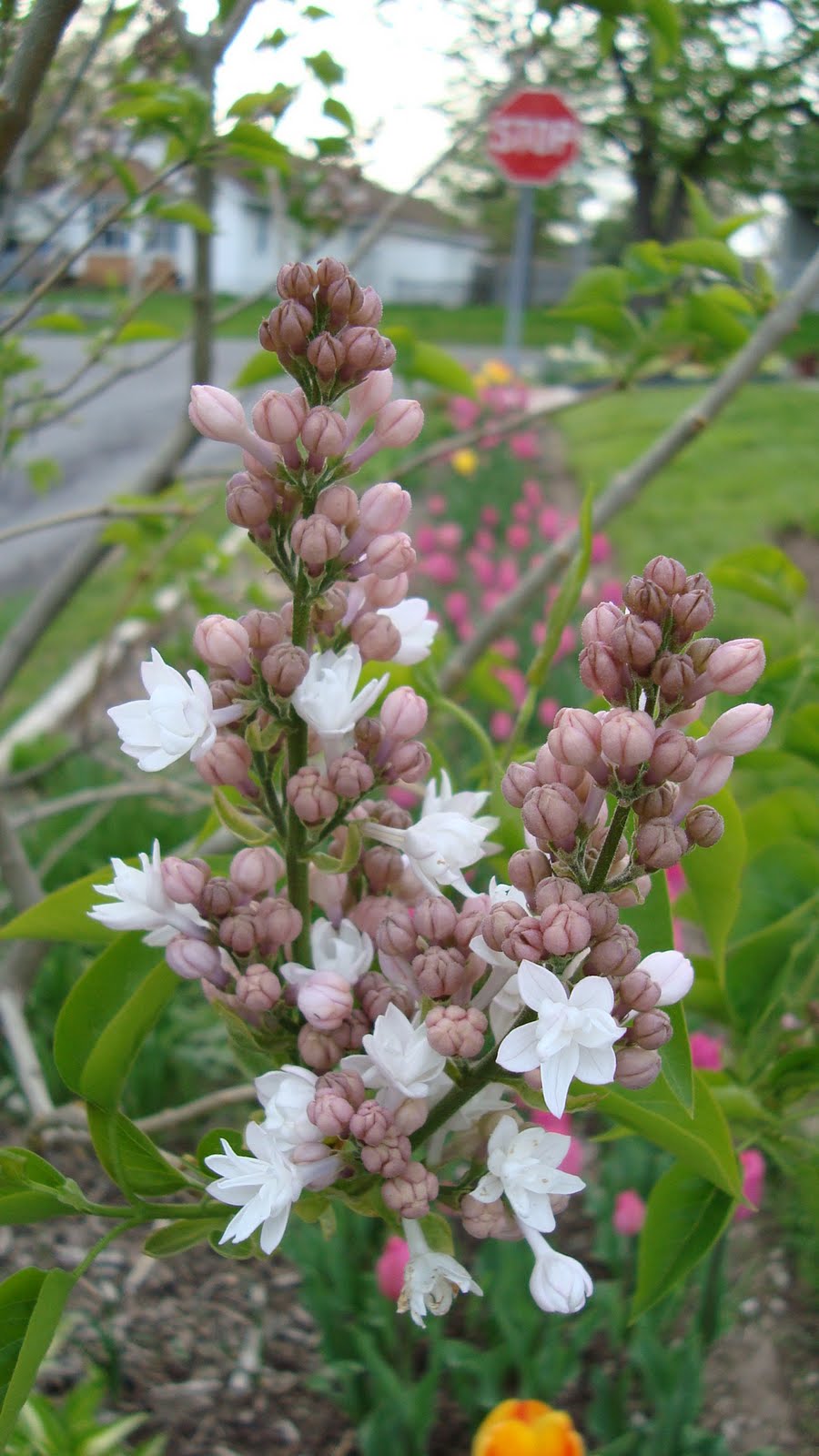 Ai My's Floral World: Lilac (Hoa Tử Đinh Hương)