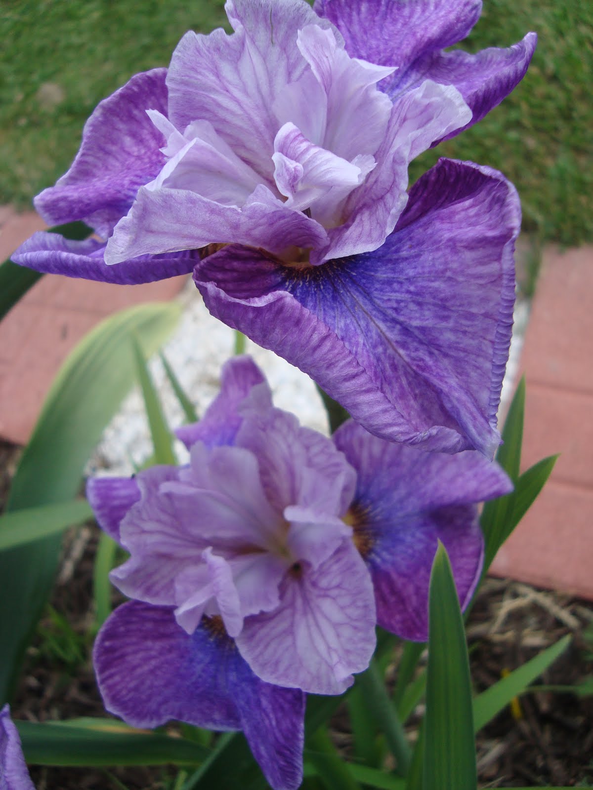 Ai My's Floral World: Iris (hoa Diên Vĩ)
