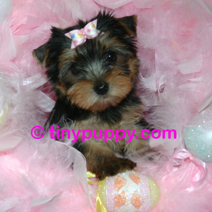 Yorkshire Terrier Mini Toy
