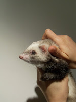 Ferrets in the North: How to scruff your ferret
