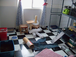 Ferrets in the North: Ferret Rooms - examples