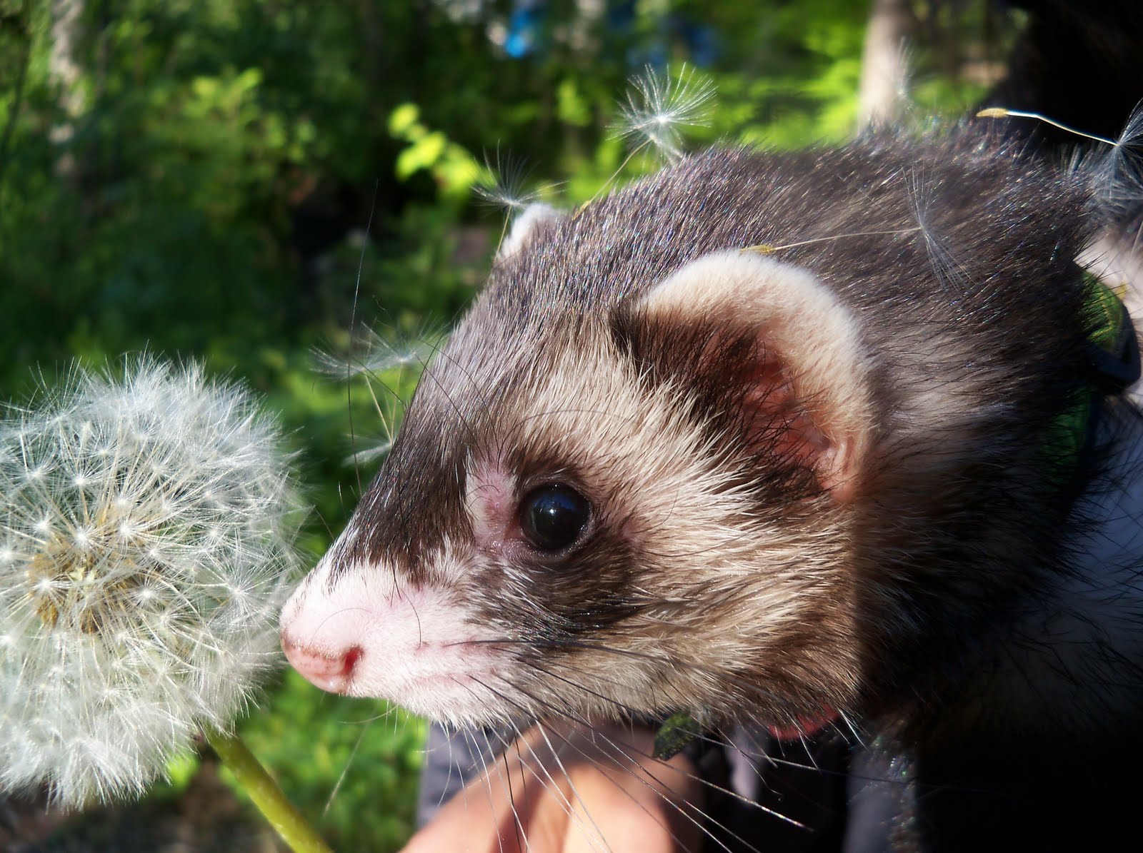 Ferrets in the North: Keeping summer safe for your fuzzy