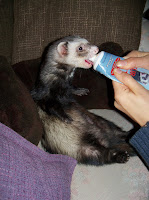 Ferrets in the North: Cuddly ferrets