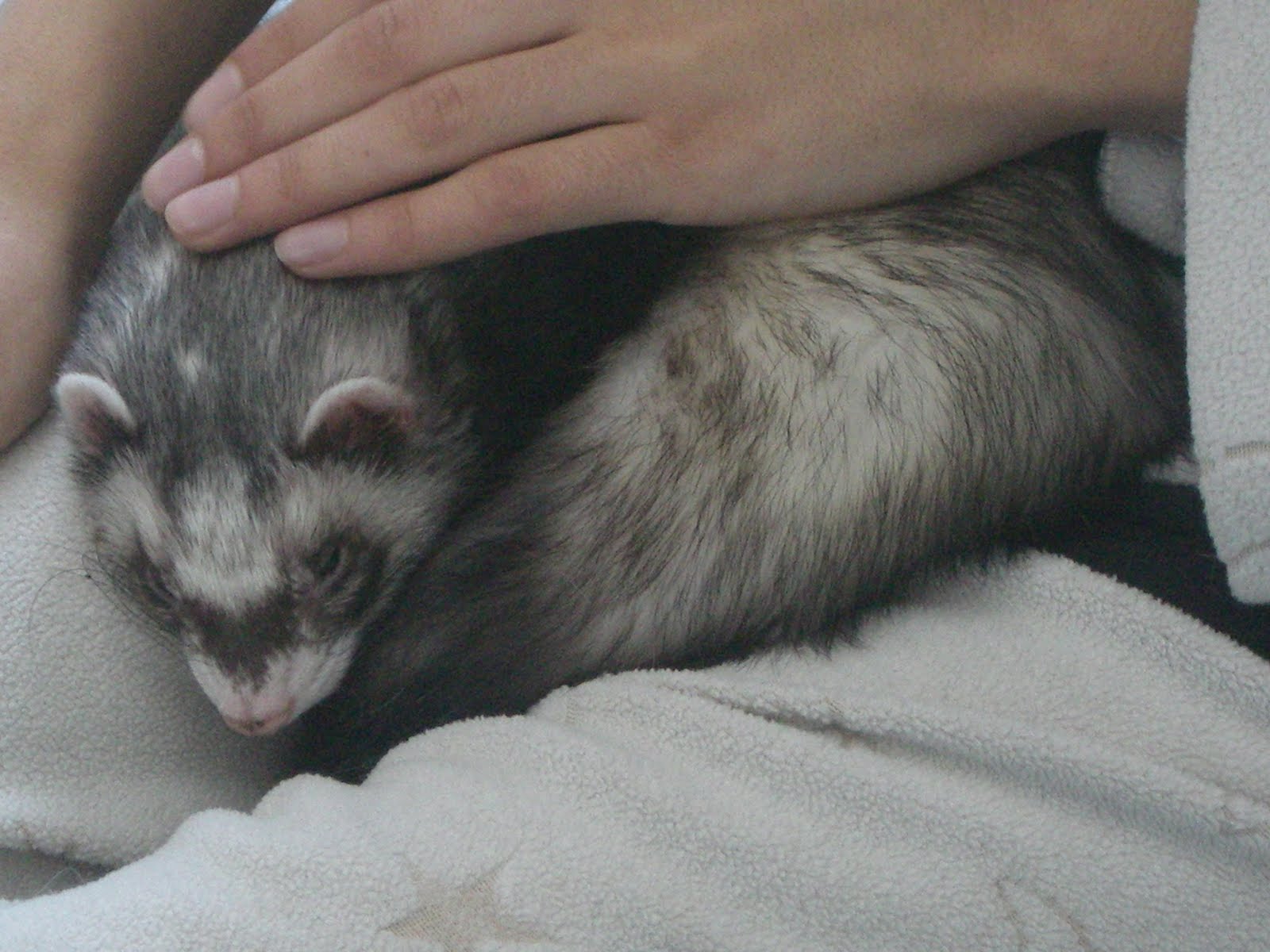 Ferrets in the North: Cuddly ferrets
