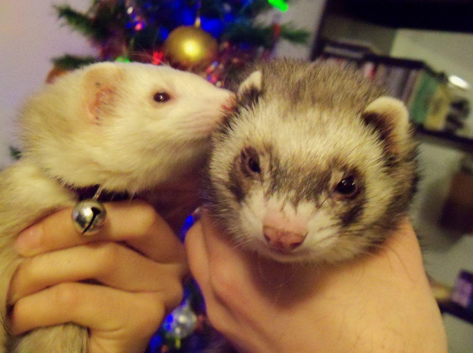 Ferrets in the North: Introducing new friends - tips for introductions
