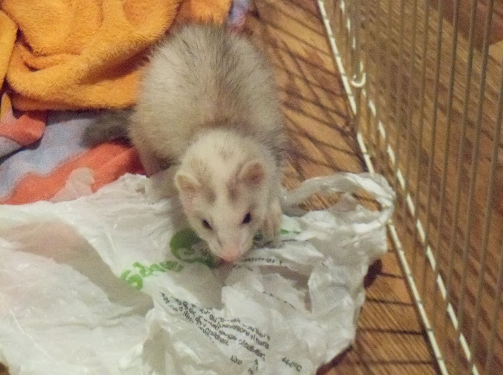 Ferrets in the North: ... but I want a baby!