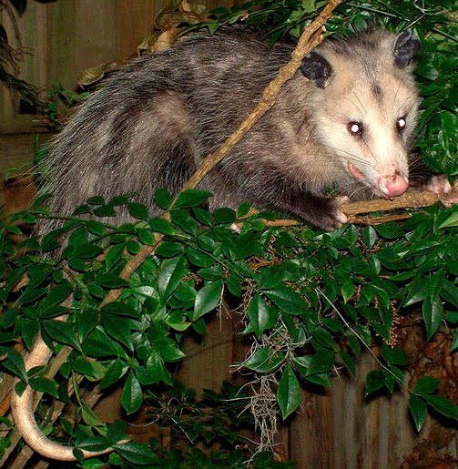 Warriors Mark: Pennsylvania Mammals