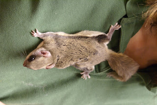 Renaissance Neanderthal: Fairydiddles