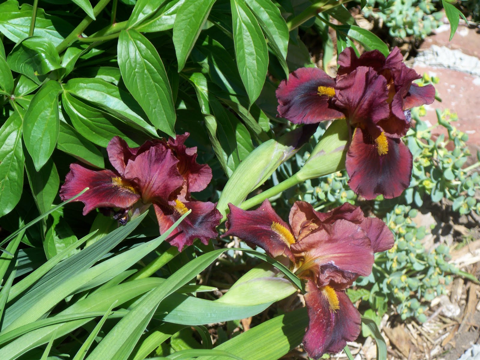 For the Love of Gardening: Here Today ~ Gone Tomorrow