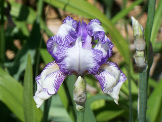 For the Love of Gardening: Here Today ~ Gone Tomorrow