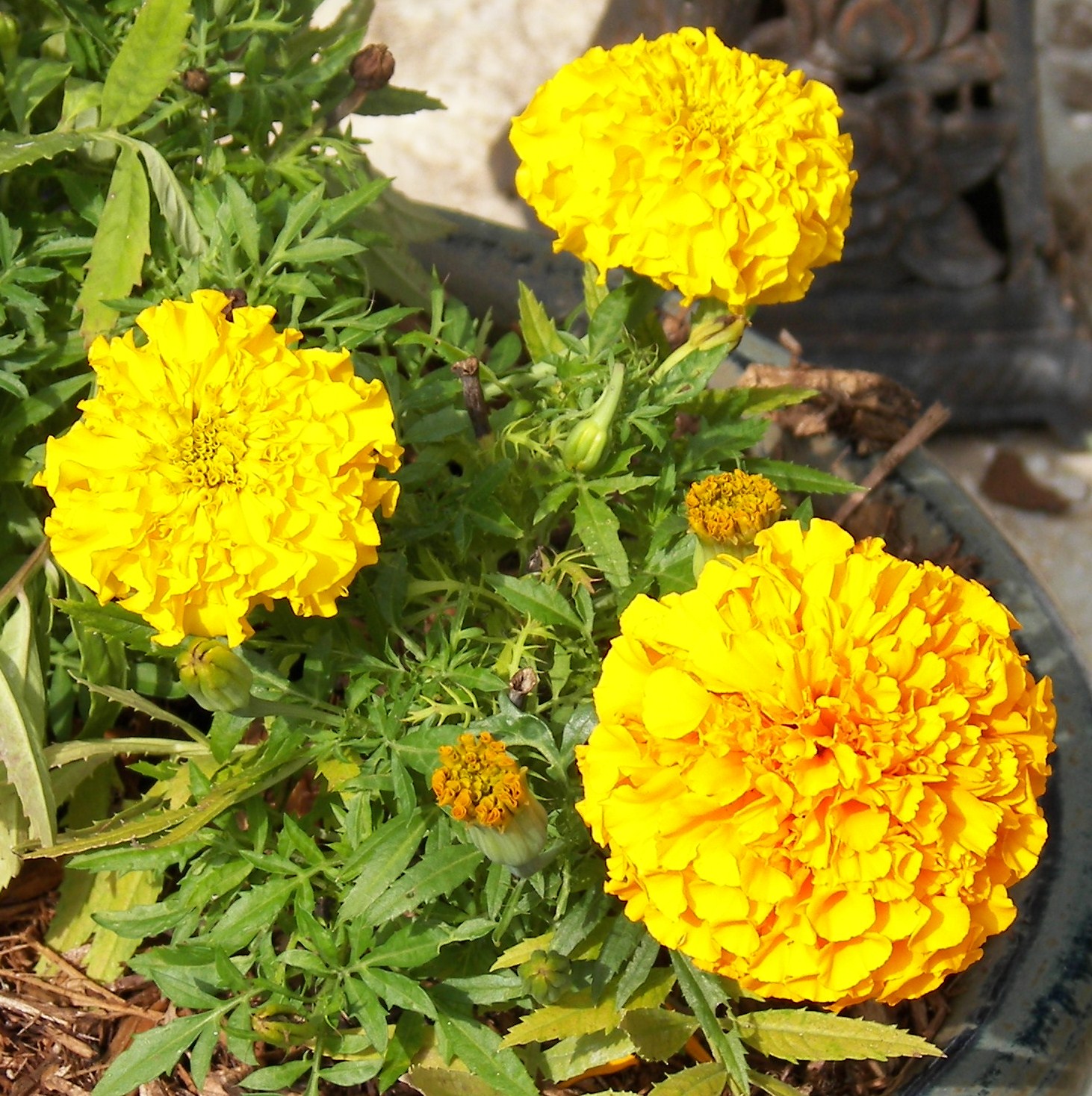 For the Love of Gardening: The Gold Standard