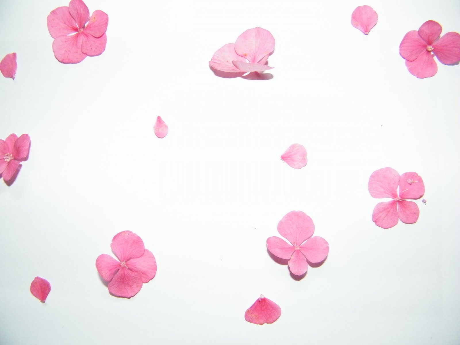 Jordan - Louise Photography Blog: Flower pressing and Normal Flowers