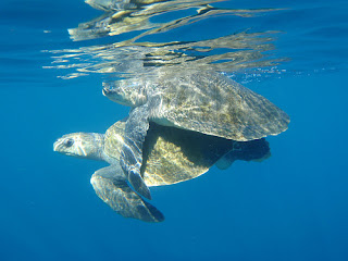 FUTURE BRAHMAPUR: Olive Ridley turtles arrive at Rushikulya rookery ...