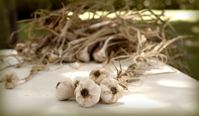 synch-ro-ni-zing: Ode to Garlic