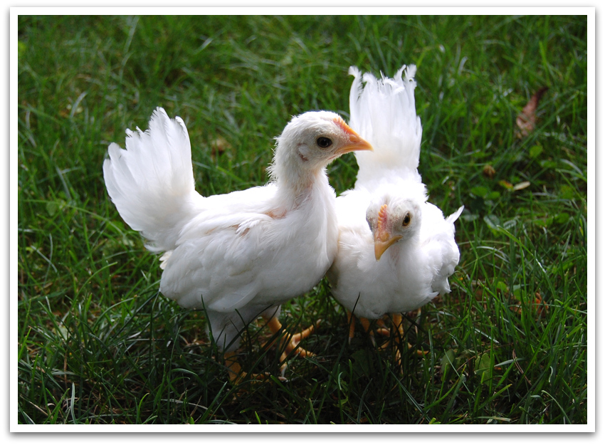 synch-ro-ni-zing: Chicken Scrapbook Memories