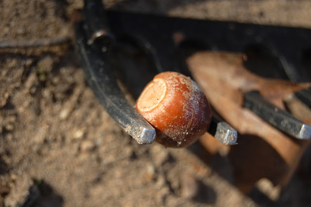 synch-ro-ni-zing: Acorn season