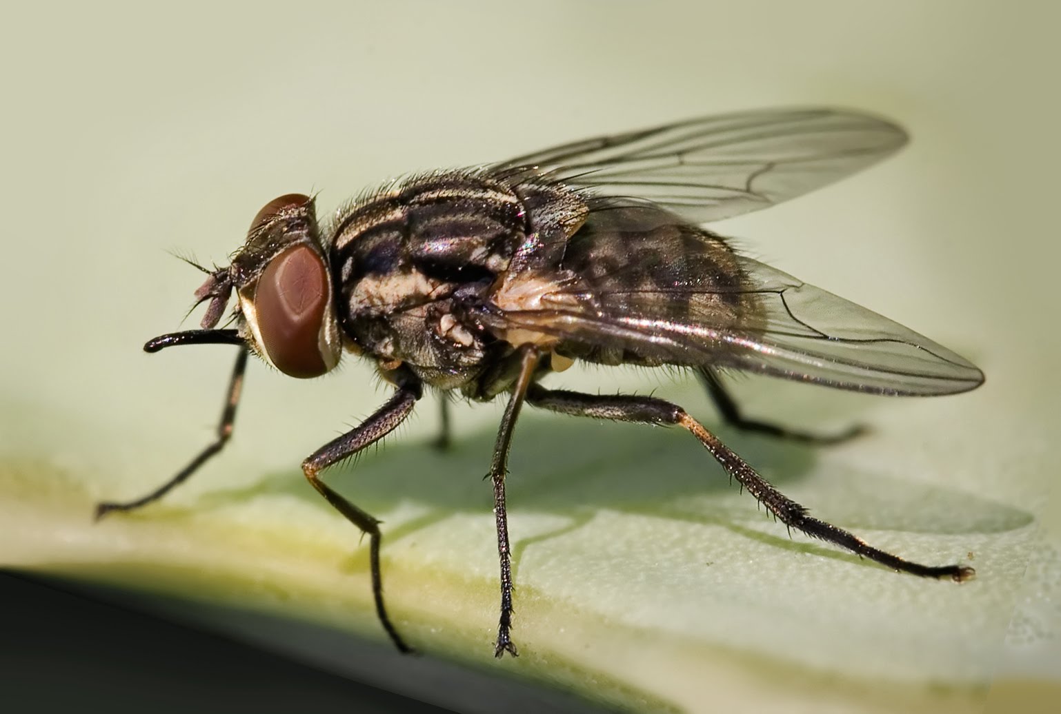 El Blog de Biottec: Mosca doméstica común (Musca domestica)
