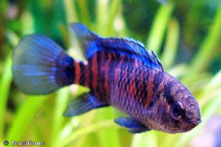 Aqua Experience: Scheda: Badis badis