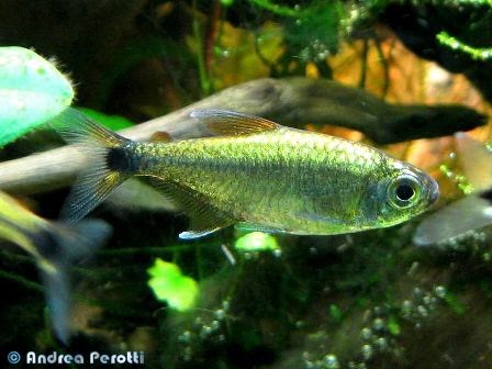 Aqua Experience: Scheda: Hyphessobrycon eos