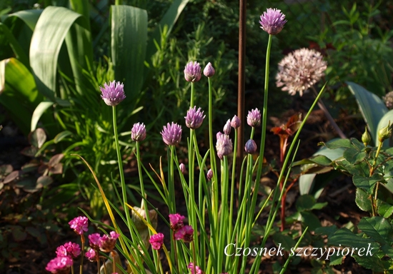 RÓŻANY OGRÓD : Czosnki ozdobne