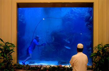 the amazing: amazing fish tanks