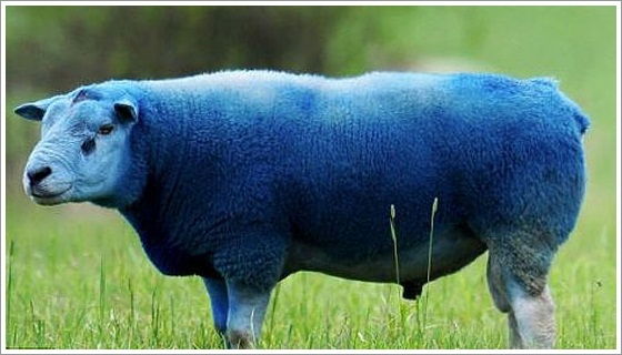 herzlich rvvlich: Colorful And Funky Sheep In Scotland