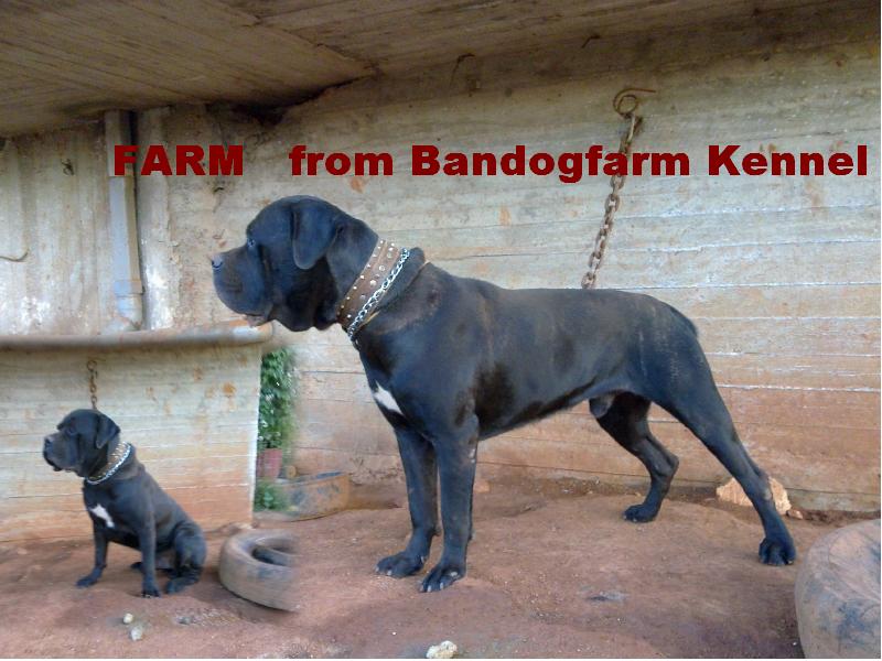BANDOGFARM REGENCY MASTIFF FROM GREECE: FARM FROM BANDOGFARM KENNEL