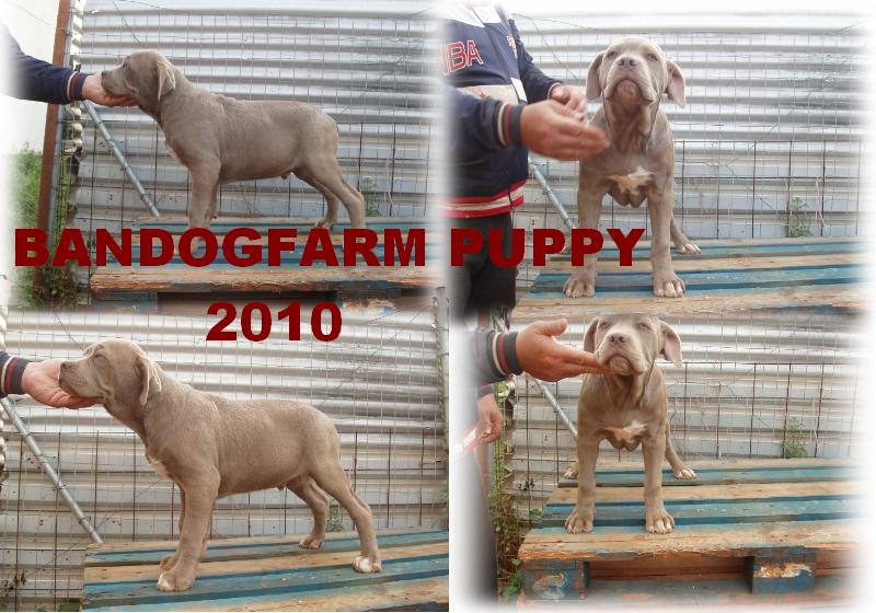 BANDOGFARM REGENCY MASTIFF FROM GREECE: PUPPY FROM BANDOGFARM 2010
