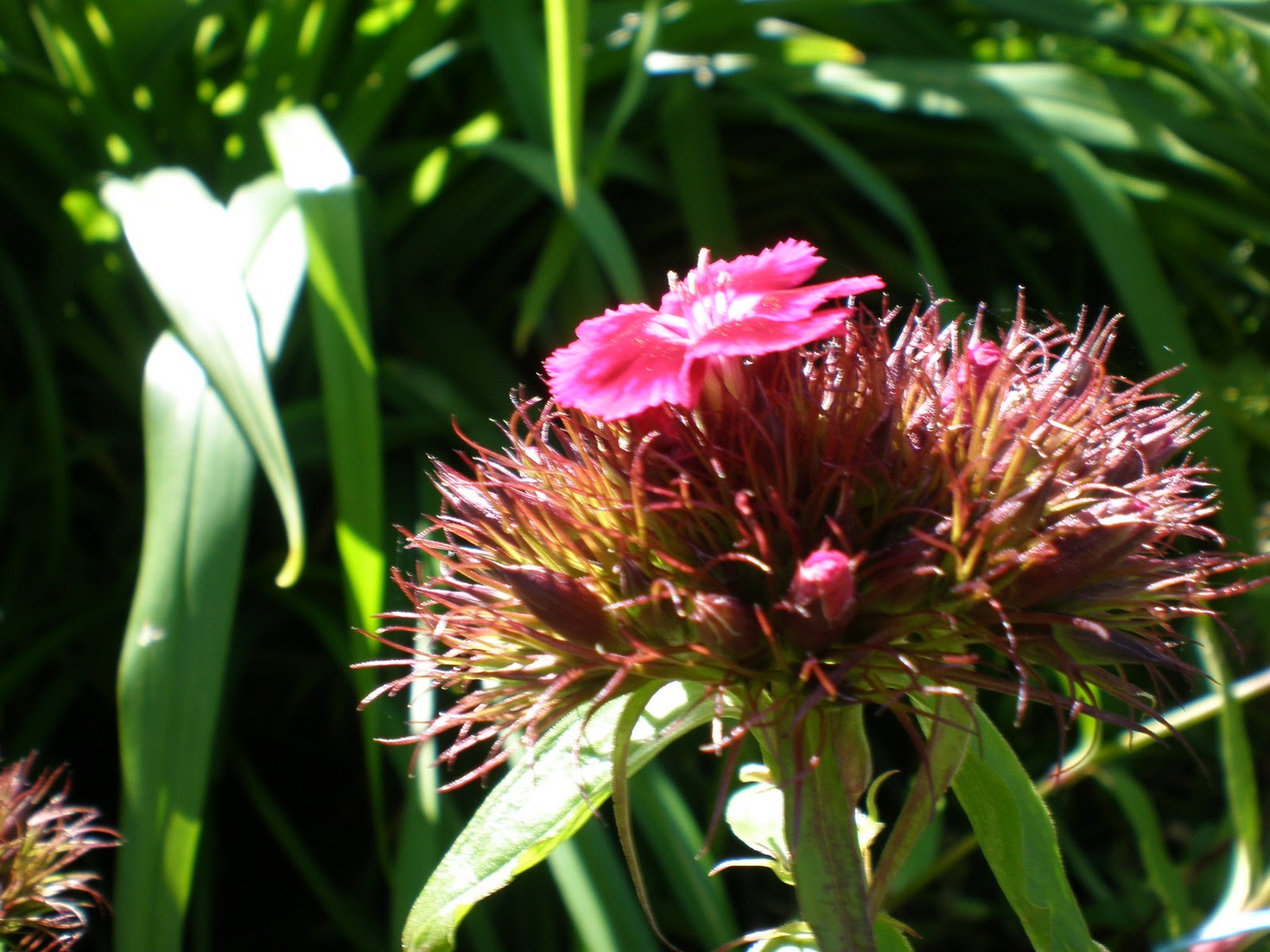 Elery multimeedium: minu suve pildid