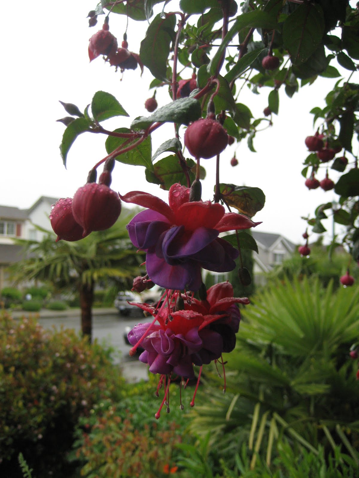 Seasons In My Garden: June Flowers