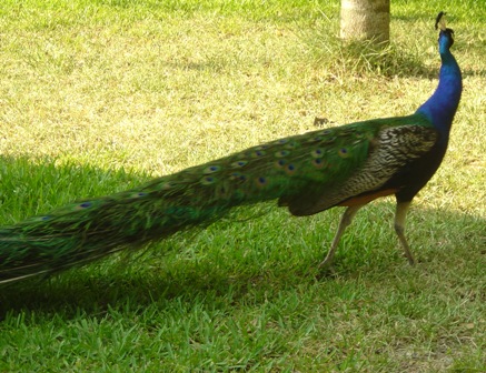 INDIA Wild Life: The Peacock