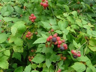 Felicia's Speakeasy: Black Raspberry Cocktail for the Fourth of July