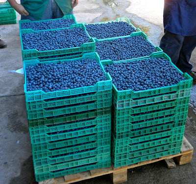 Jones Is Hungry: Chilean blueberries deliver a fresh taste of summer