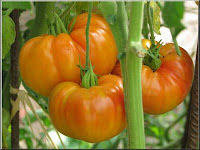 Tomato Addict: Most excited to Grow List