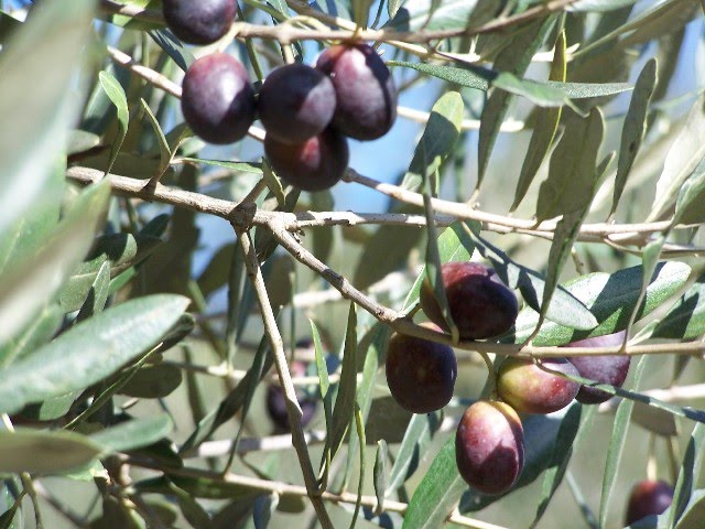 AN MAΣ ΑΝΤΕΞΕΙ Η ΣΚΗΝΗ ΘΑ ΦΑΝΕΙ ΣΤΟ ΧΕΙΡΟΚΡΟΤΗΜΑ: Ο ΕΥΛΟΓΗΜΕΝΟΣ ΚΑΡΠΟΣ