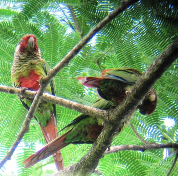 Azuero Parakeet in Rio Playita, Veraguas. A report by Venicio Wilson