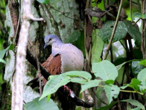 Coiba and Azuero, a report by Ken Allaire‏