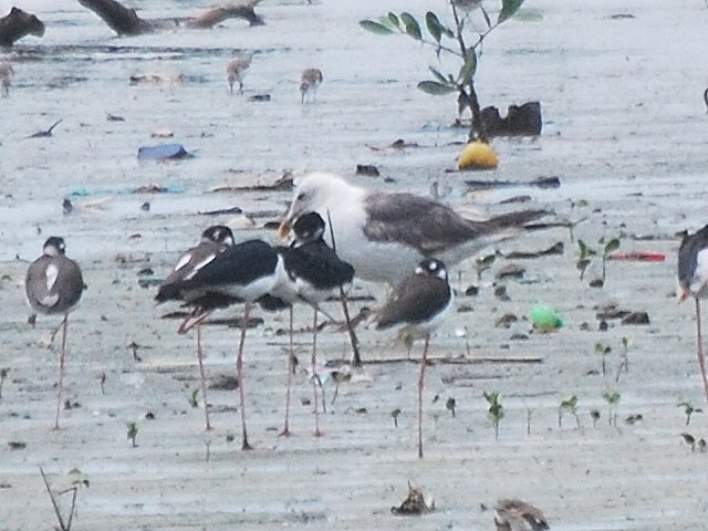 Lesser Black-backed Gull in Panamá Viejo, a report by Jan Axel Cubilla